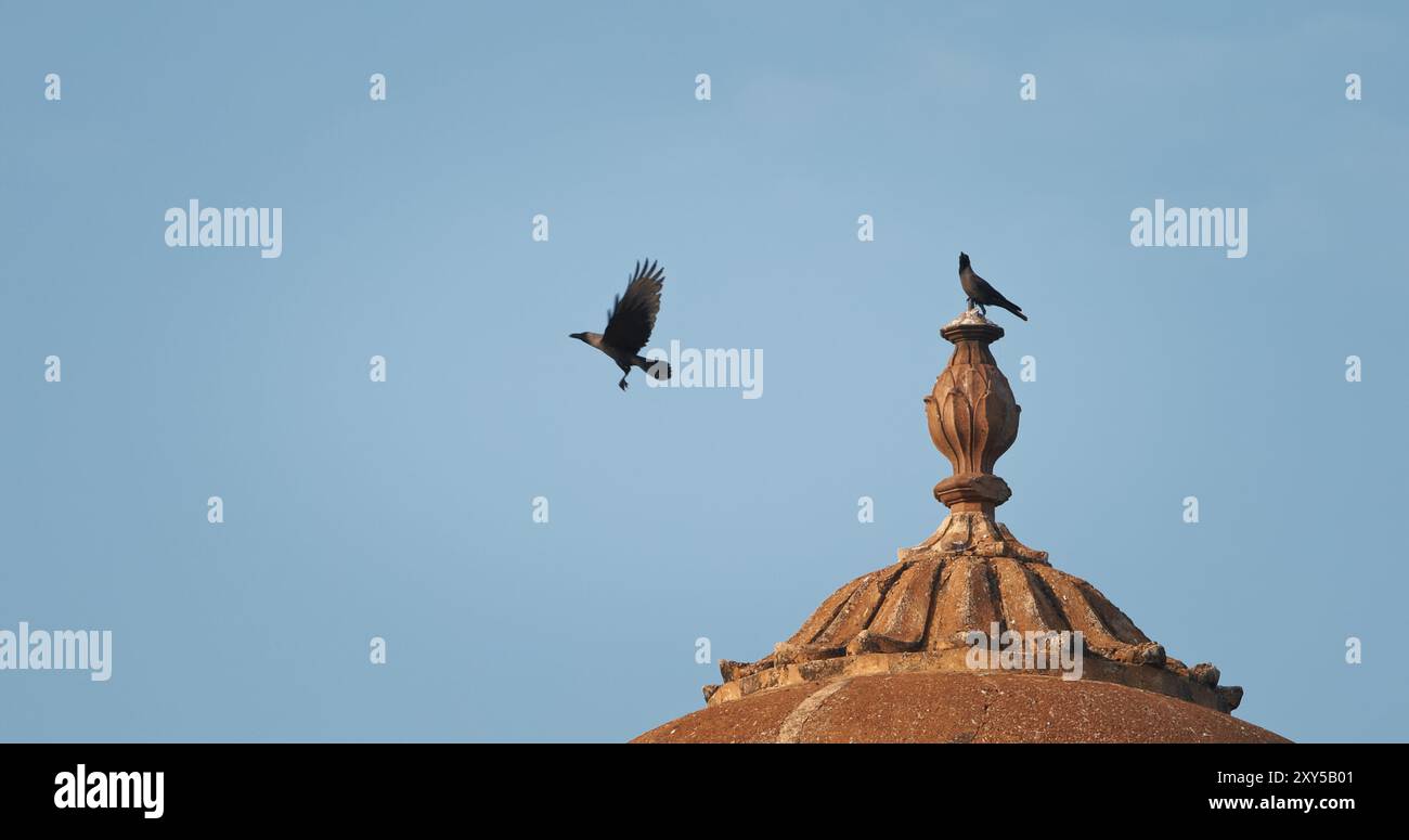 Varanasi, Uttar Pradesh, India. Crow Sits On A Tower Of Het Singh Fort ...