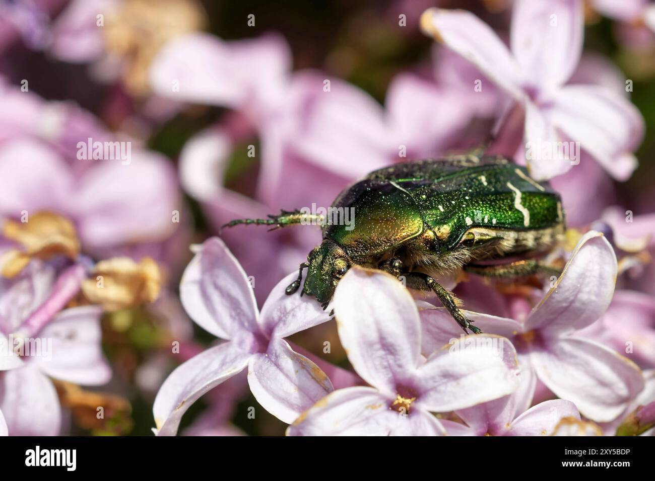Shiny golden rose beetle Stock Photo - Alamy