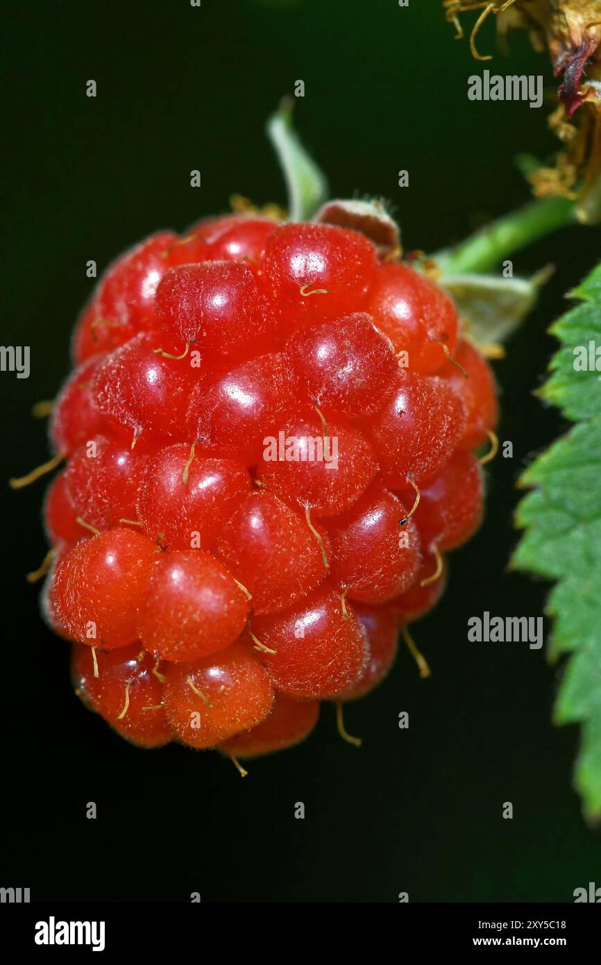 Raspberry on the bush Stock Photo - Alamy