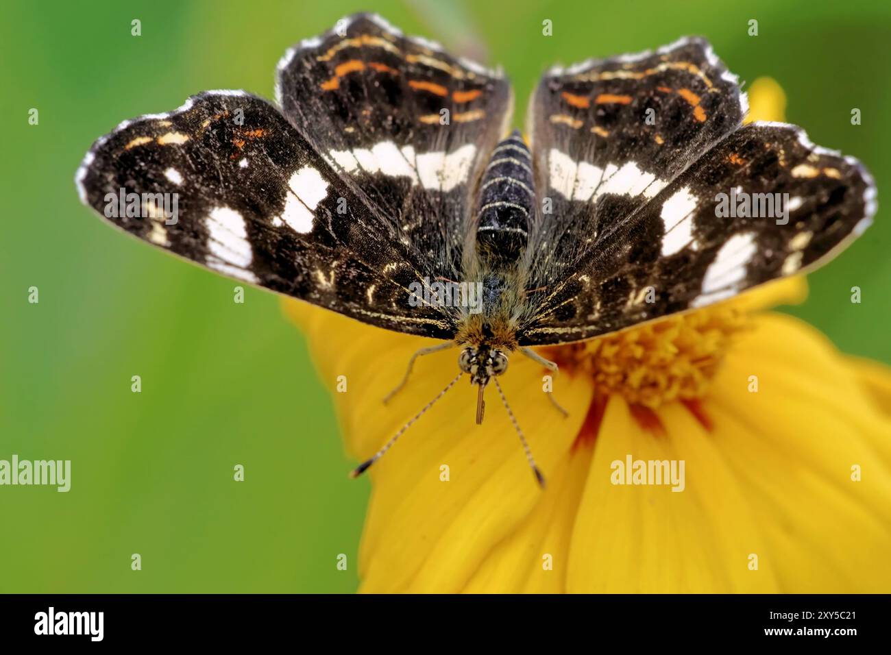 Carnation map hi-res stock photography and images - Alamy