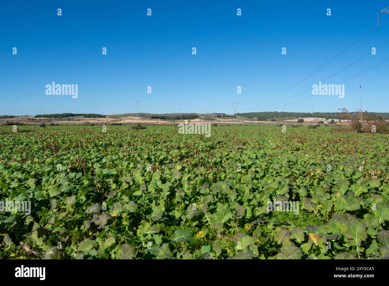 Cultivos cultivos cultivos hi-res stock photography and images - Alamy