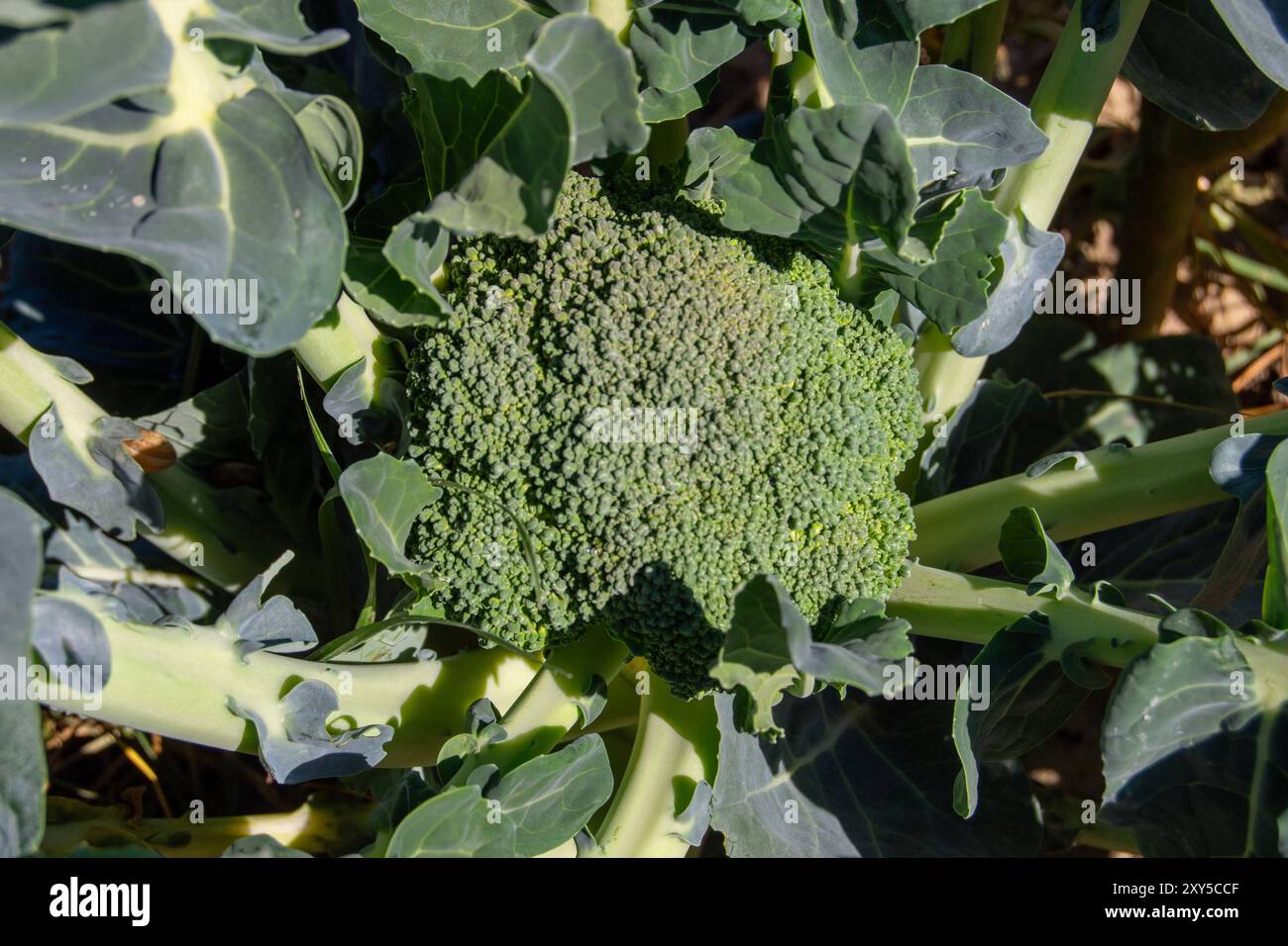 Agricultura espanola hi-res stock photography and images - Alamy