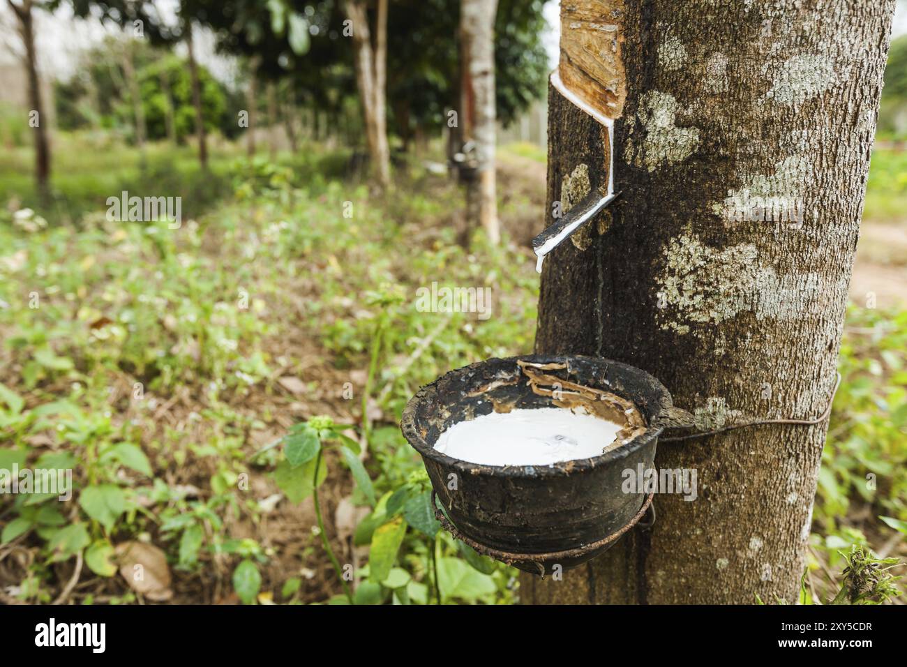 Tapping latex from a rubber tree (Hevea Brasiliensis) . Kanchanaburi ...