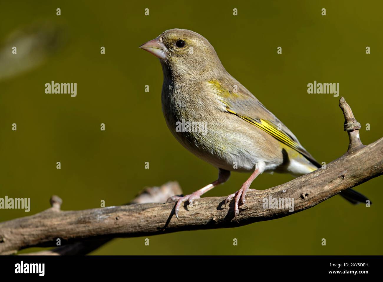 Greenfinch at the feeding place hi-res stock photography and images - Alamy