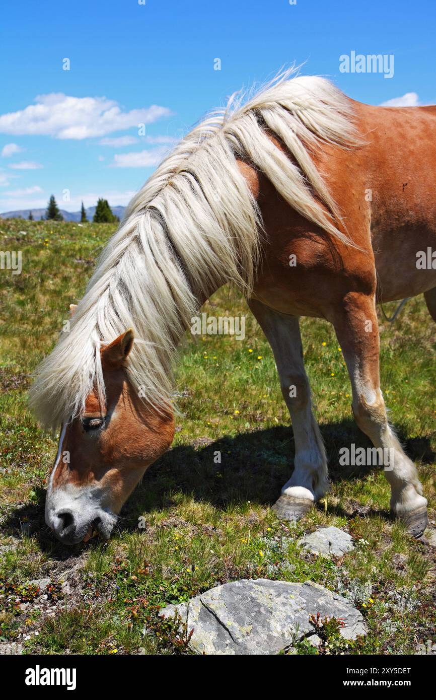 Haflinger breeding farm hi-res stock photography and images - Alamy