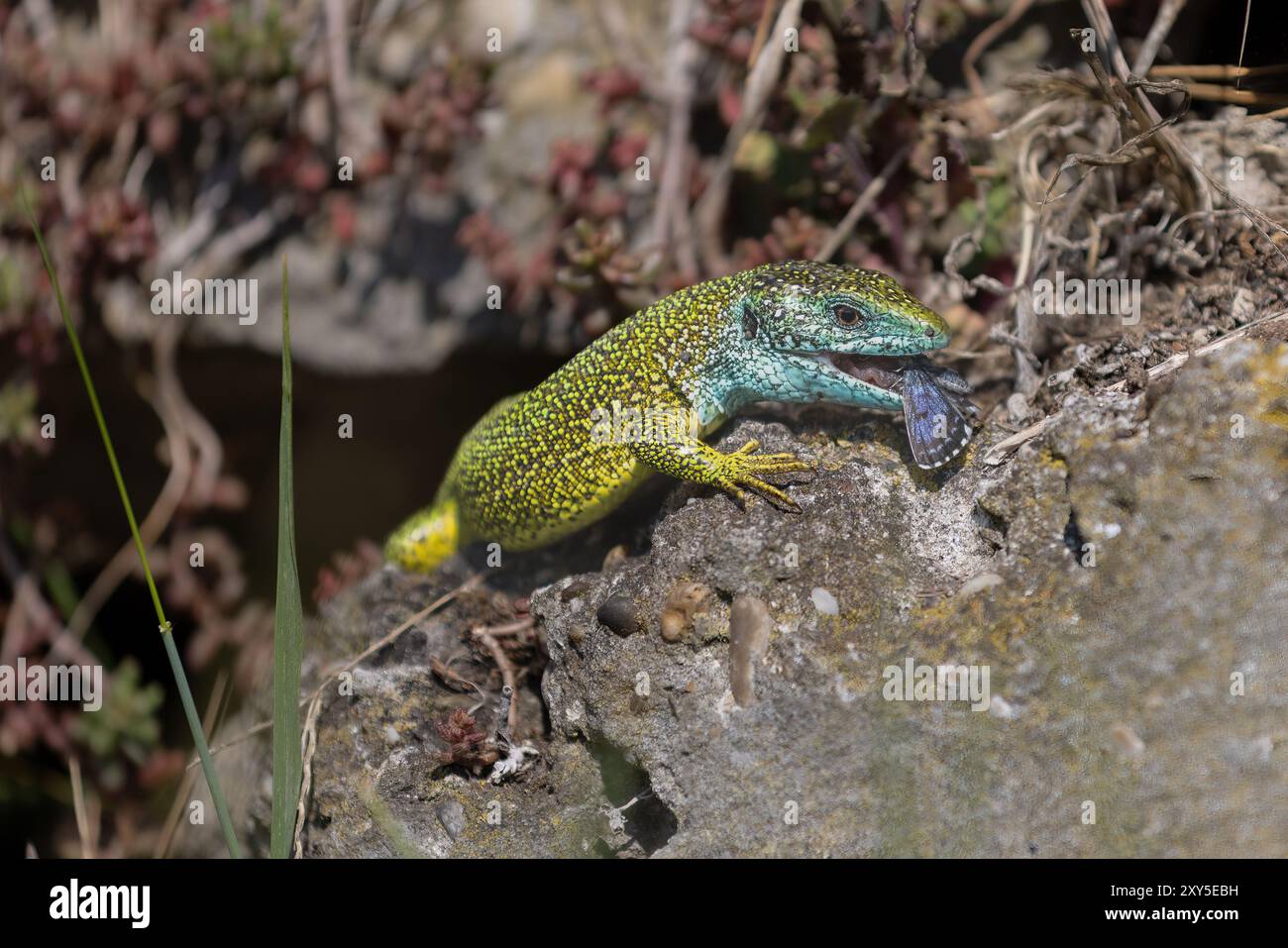 European green lizard (Lacerta viridis) eastern male, eats captured ...
