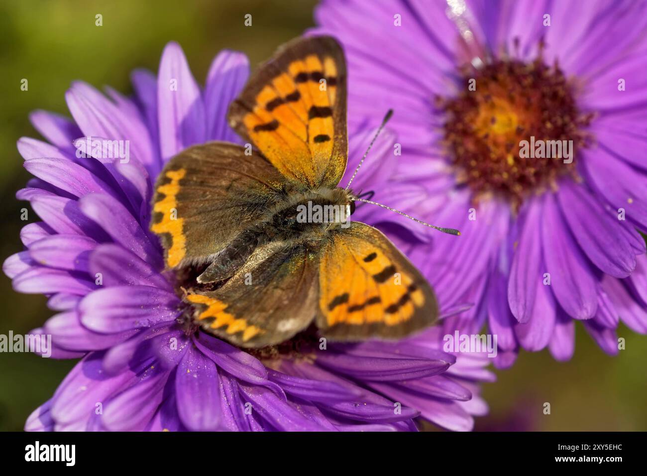 Small copper in bloom hi-res stock photography and images - Alamy