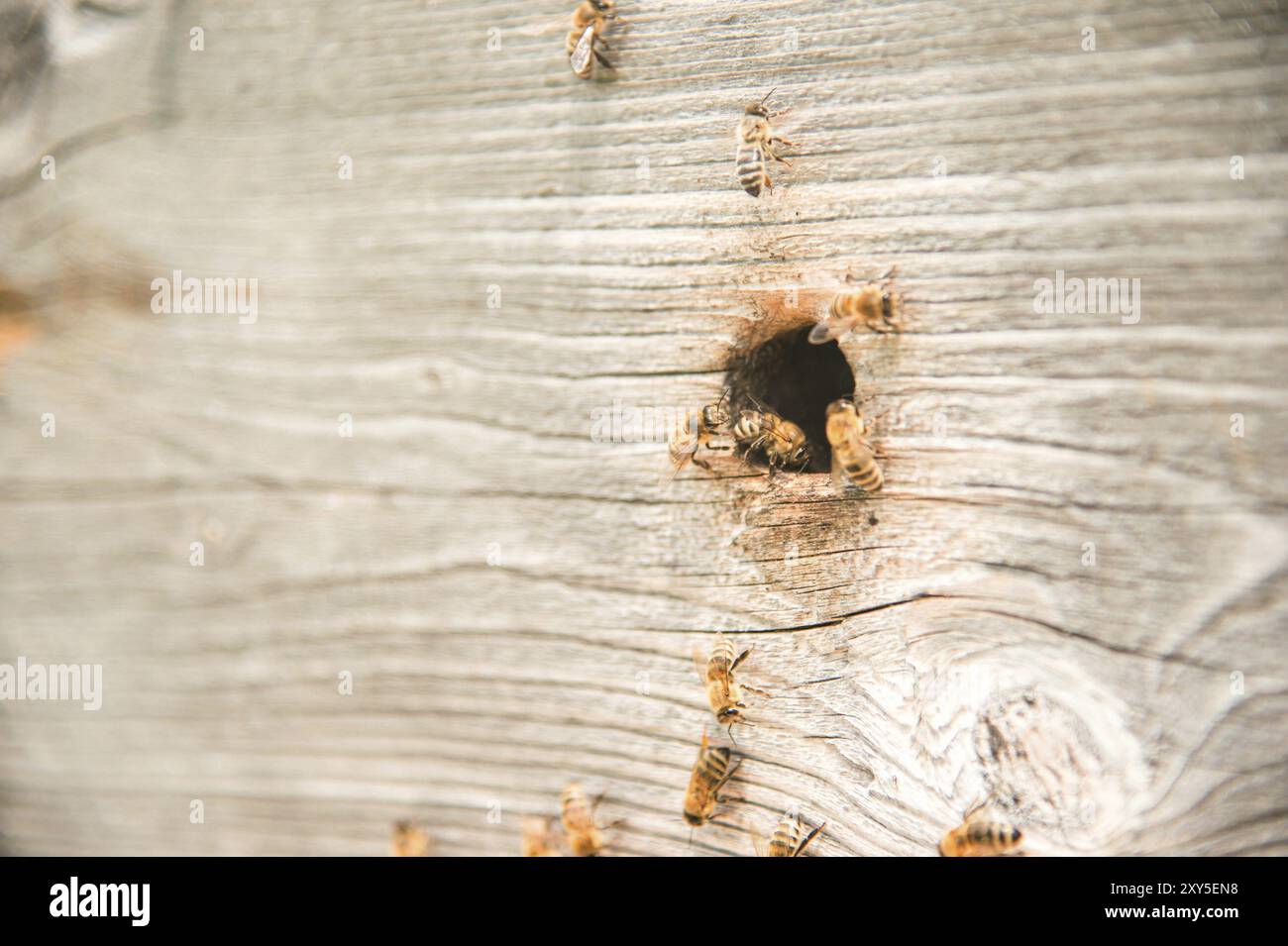 Hives in the apiary with bees flying on the landing boards. A close-up ...