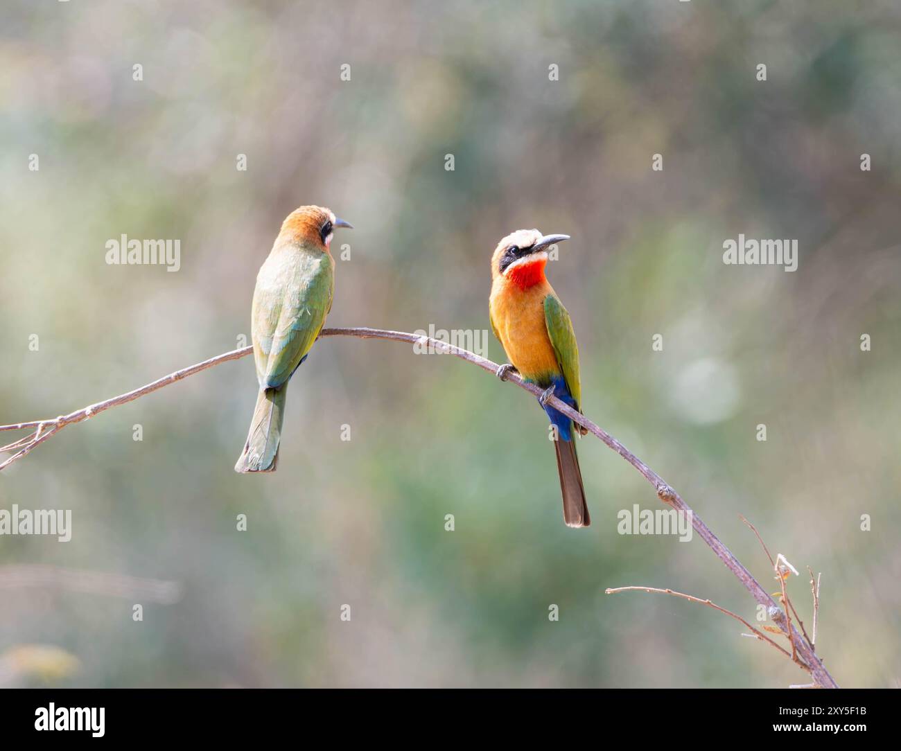 White-fronted Bee-eaters in Southern African savannah Stock Photo - Alamy