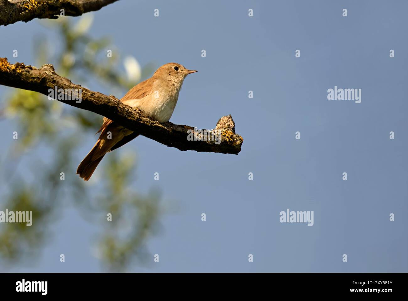 Nightingale on branch hi-res stock photography and images - Alamy