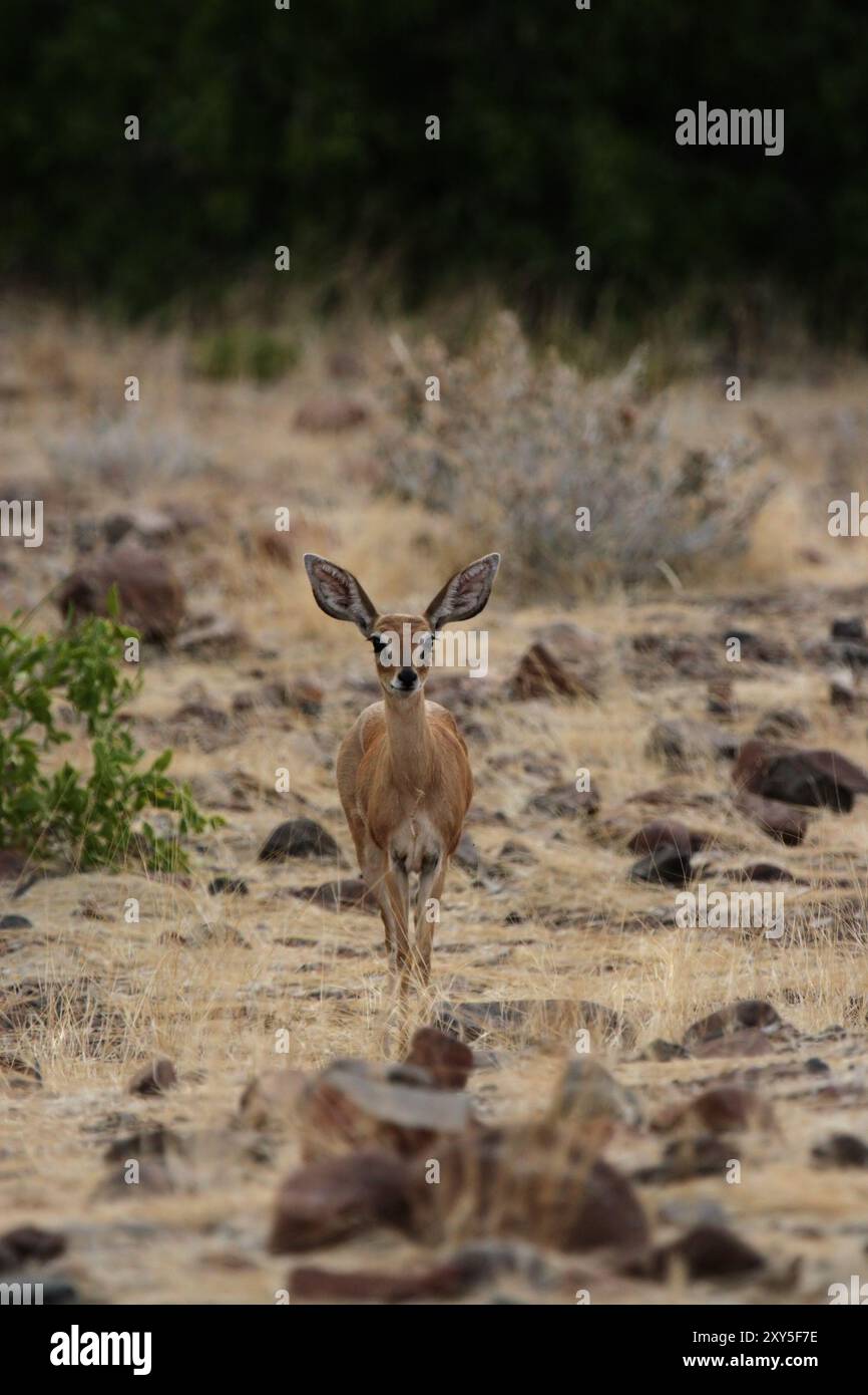 A Steenbok (Raphicerus campestris), a small species of antelope from ...