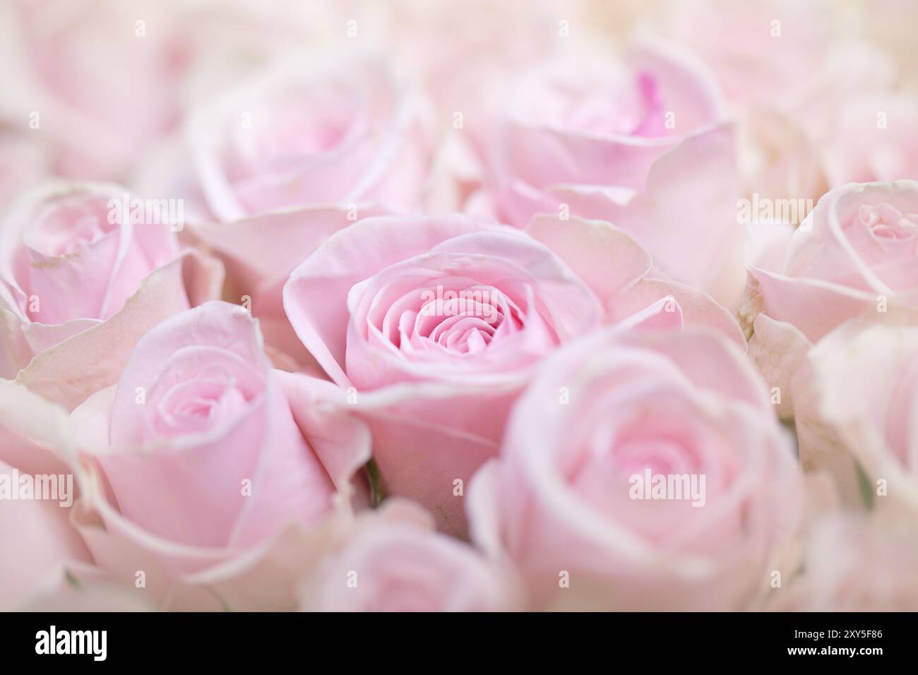 Solitary open pink rose hi-res stock photography and images - Alamy