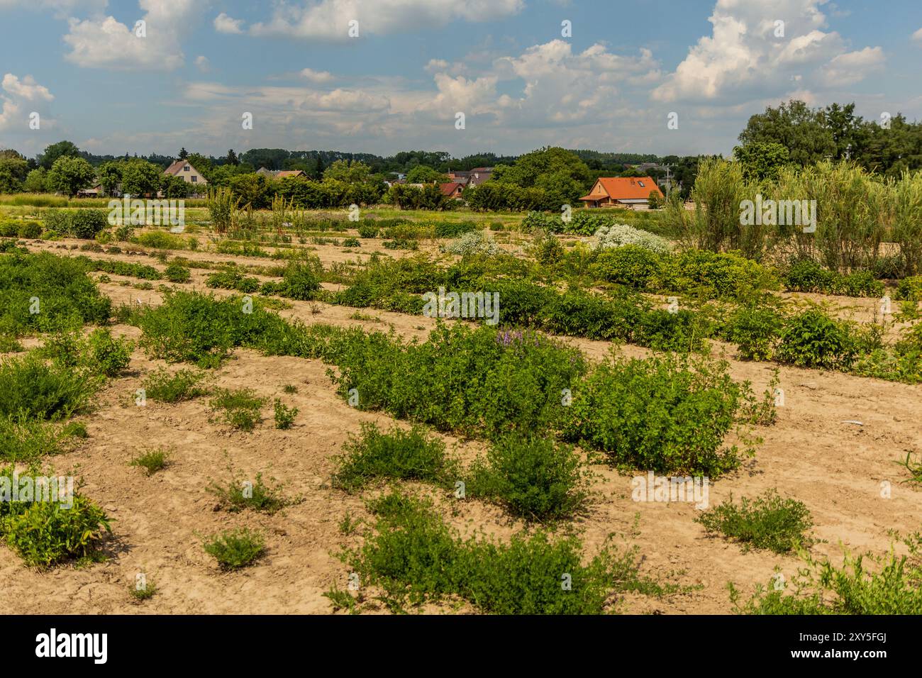 Flower fields of a garden centre in Markvartice village, Czechia Stock ...