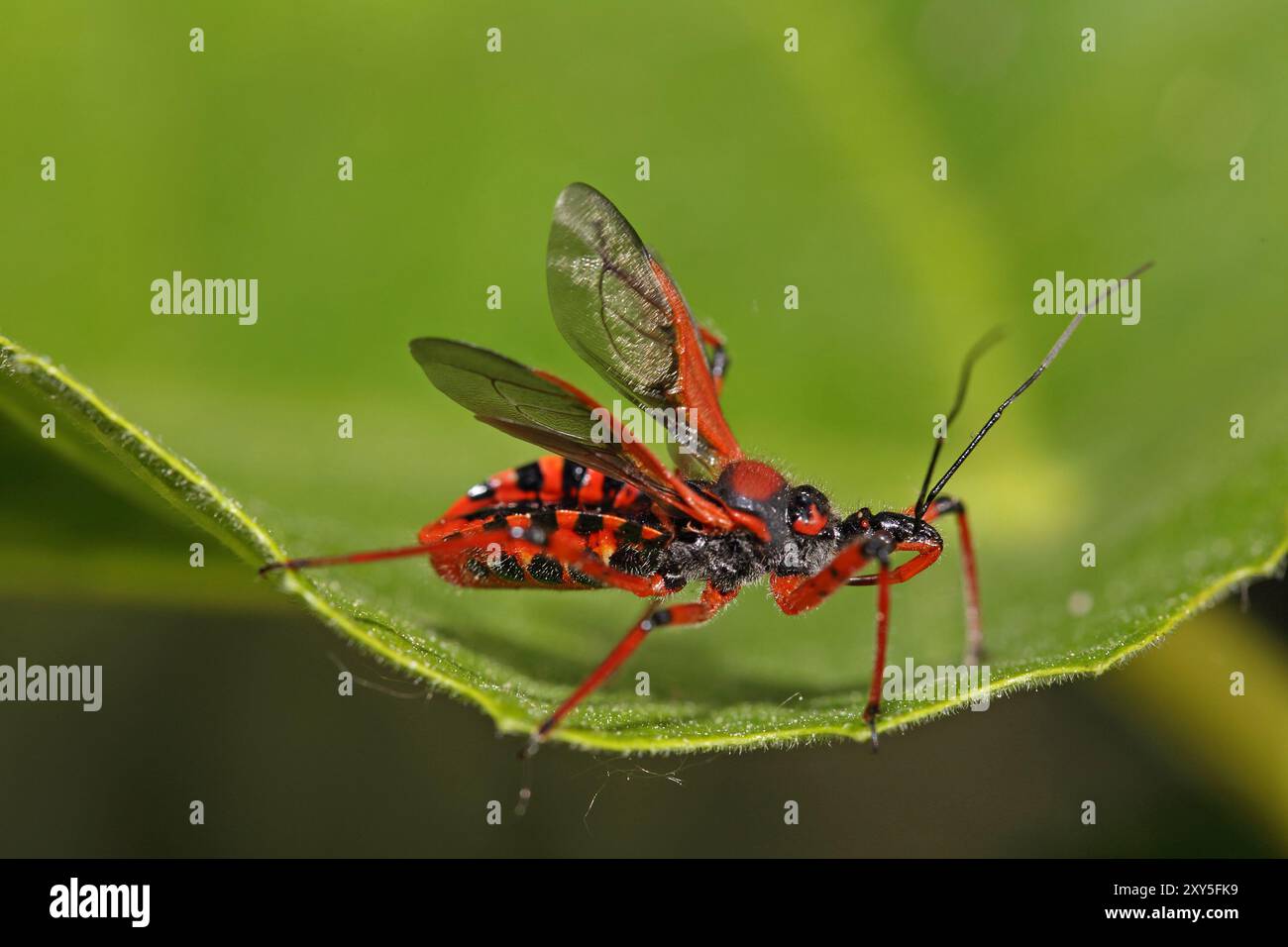 Red assassin bug Stock Photo - Alamy