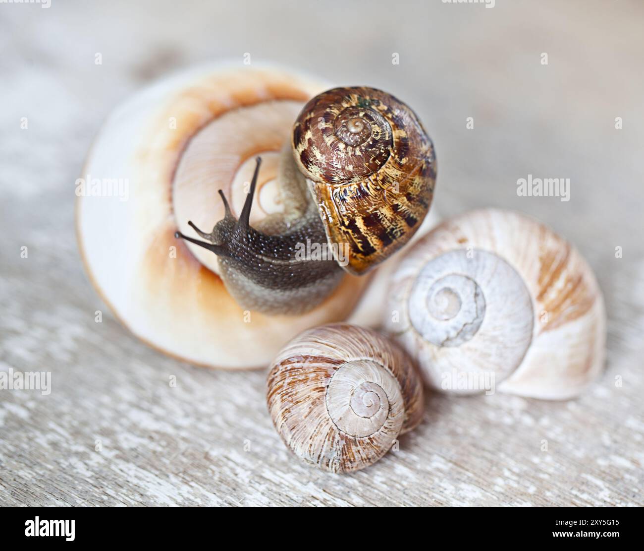 Land snails diversity hi-res stock photography and images - Alamy