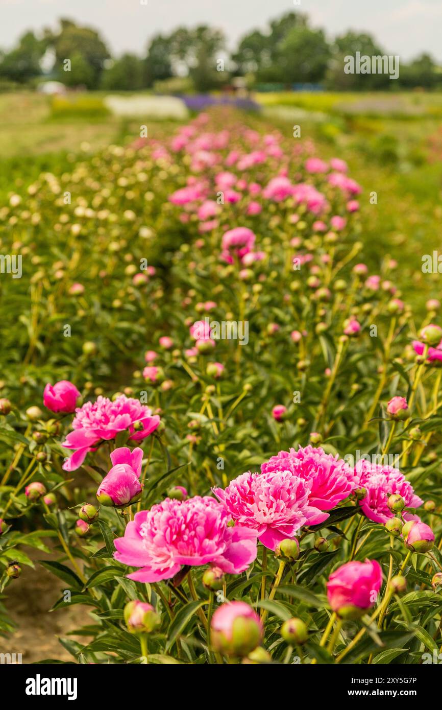 Flower fields of a garden centre in Markvartice village, Czechia Stock ...