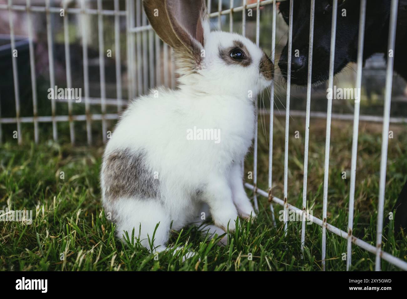 Little bunny in compound and dog outside are sniffing each other ...