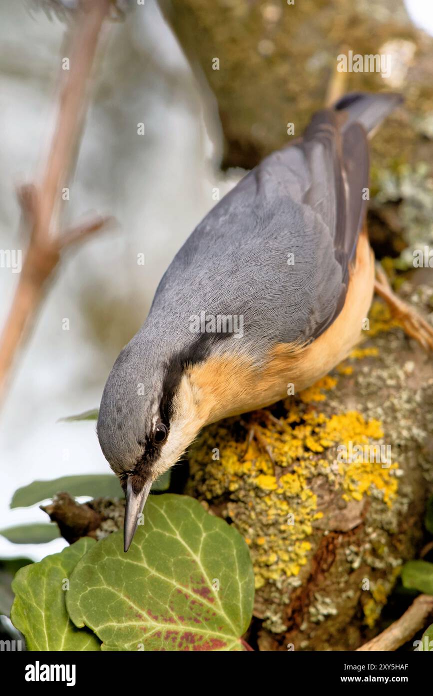 Species conservat hi-res stock photography and images - Alamy