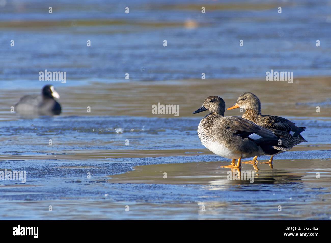 Shot coot in pond hi-res stock photography and images - Alamy