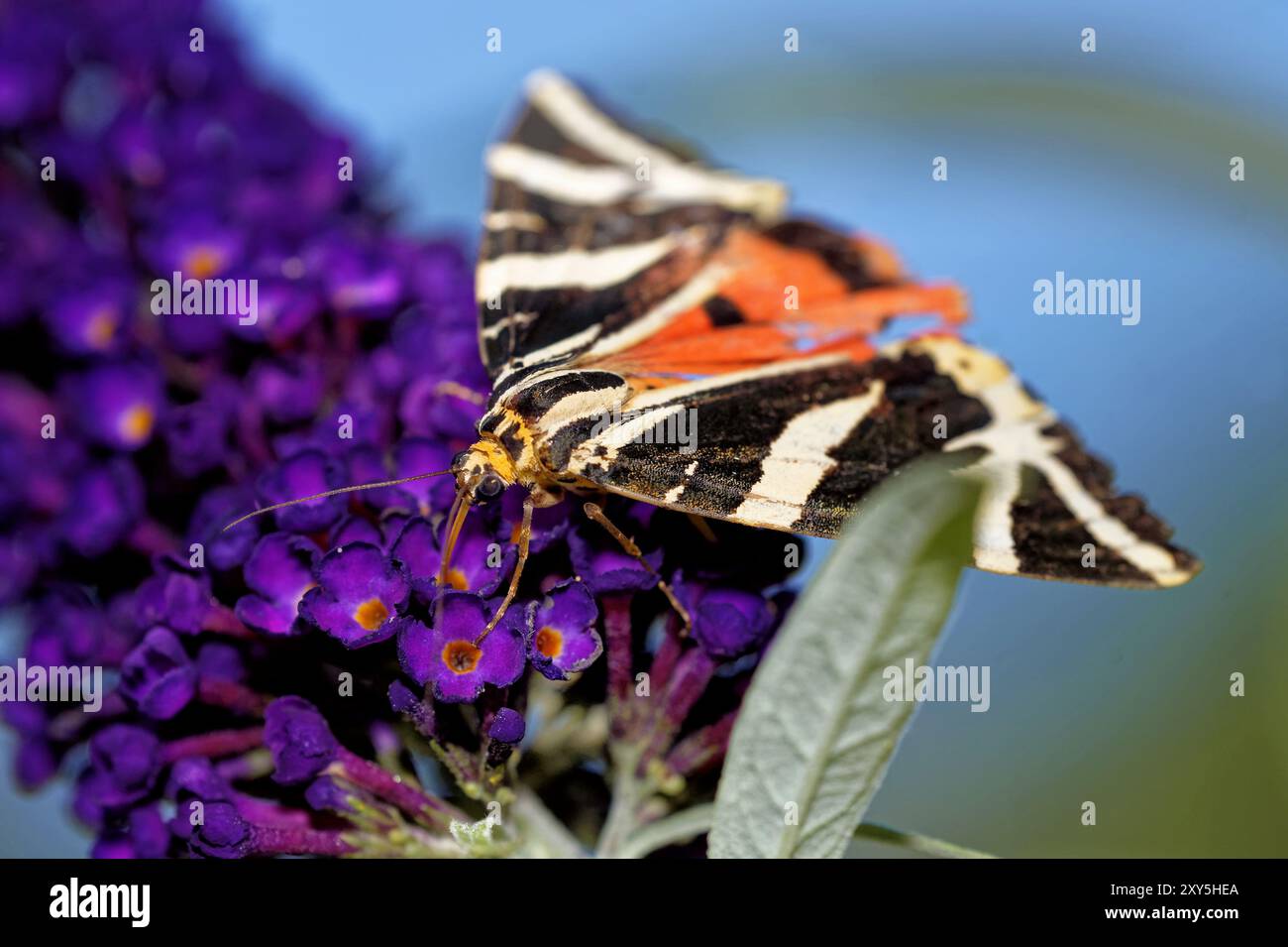 Spanish flag on the butterfly bush Stock Photo - Alamy