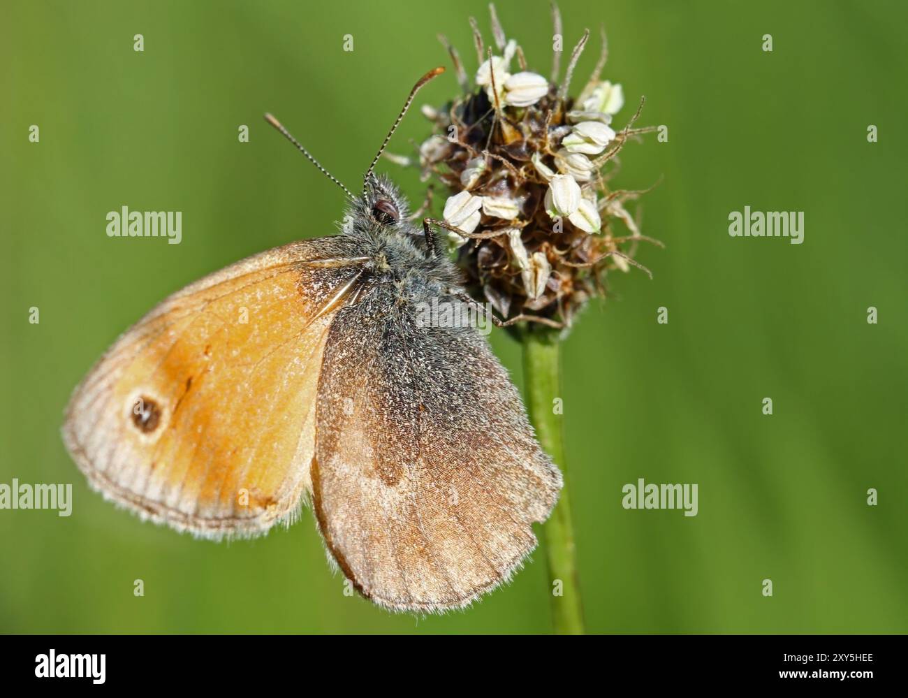 Brush footed butterfly group hi-res stock photography and images - Alamy