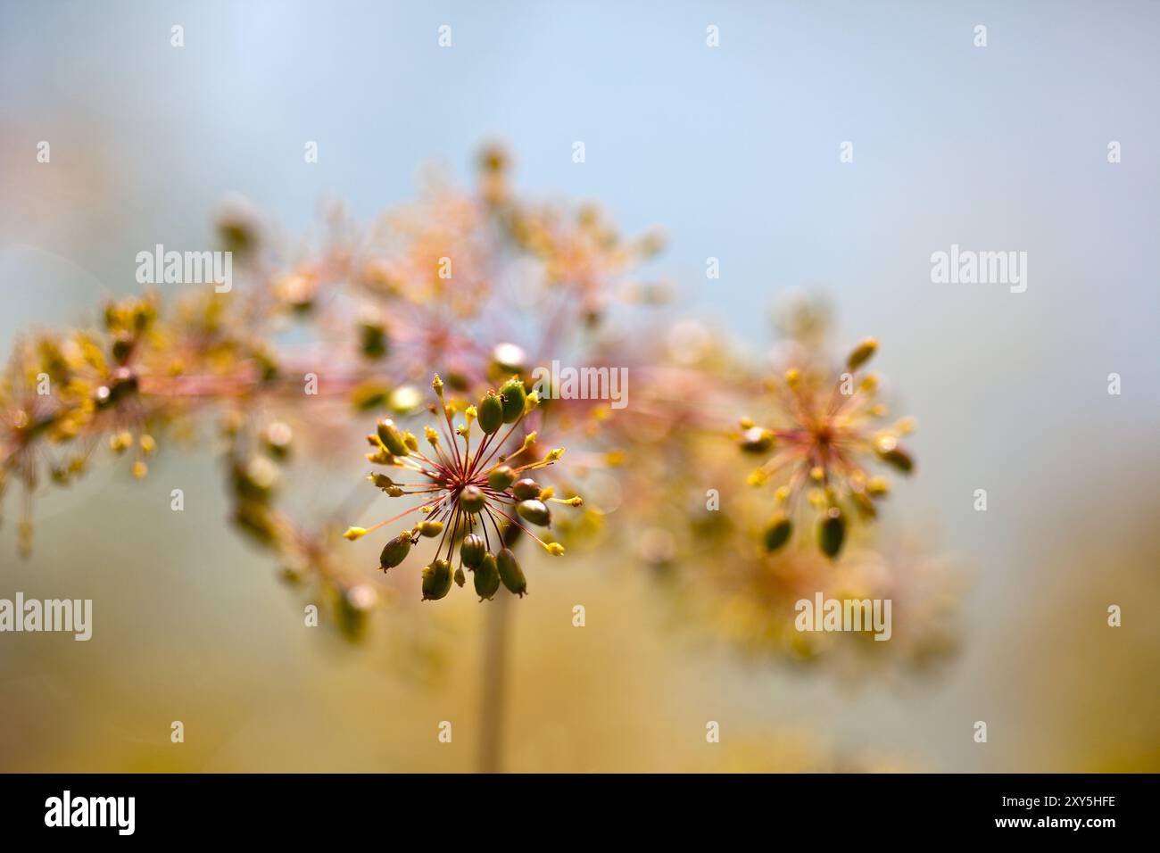Close-ups of dill flowers and seed pods Stock Photo - Alamy