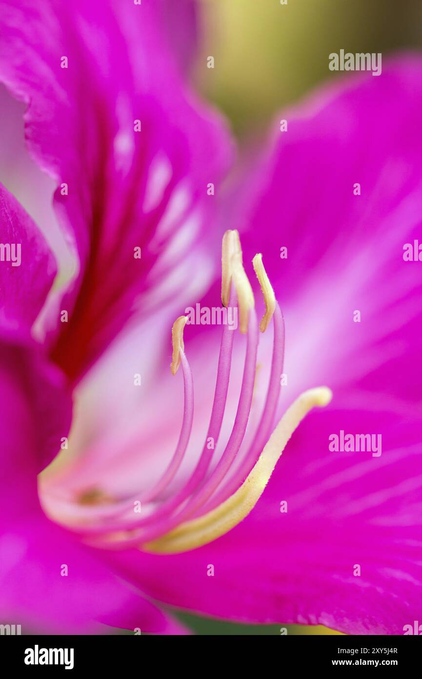 Closeup shot bud sunflower hi-res stock photography and images - Alamy