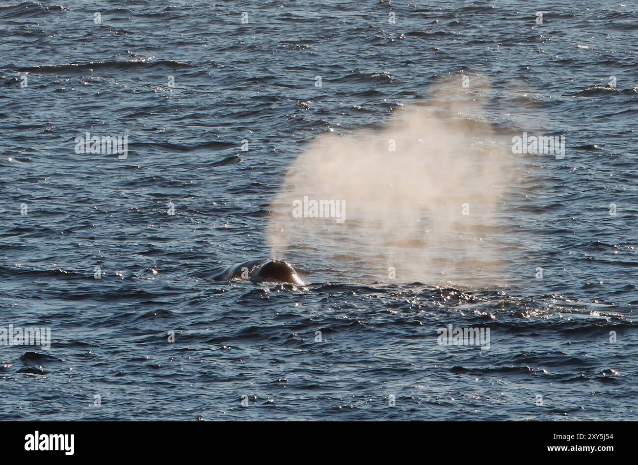 The Bowhead Whale's Blow in the Arctic Stock Photo - Alamy