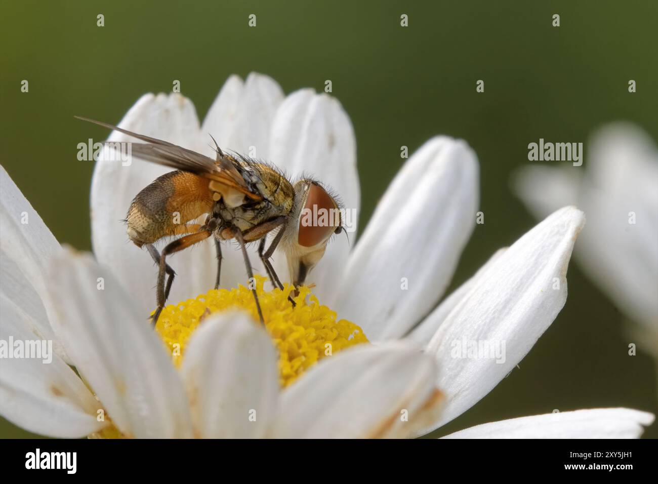 BROAD-WINGED CATERPILLAR FLY Stock Photo - Alamy