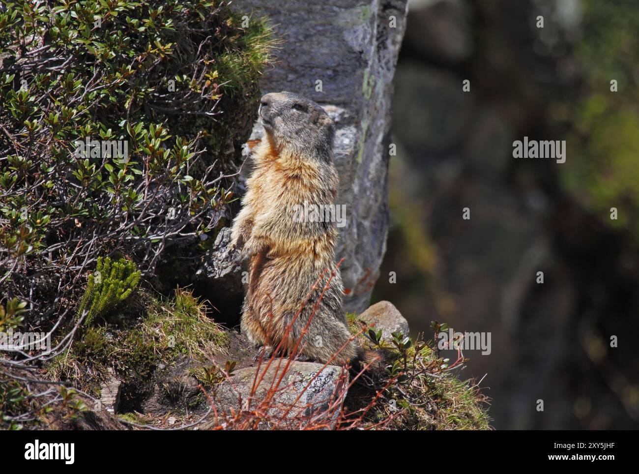 Alp guard hi-res stock photography and images - Alamy