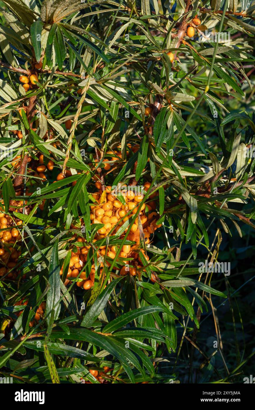 Common sea-buckthorn shrub with fruits, Hippophae rhamnoides Stock ...