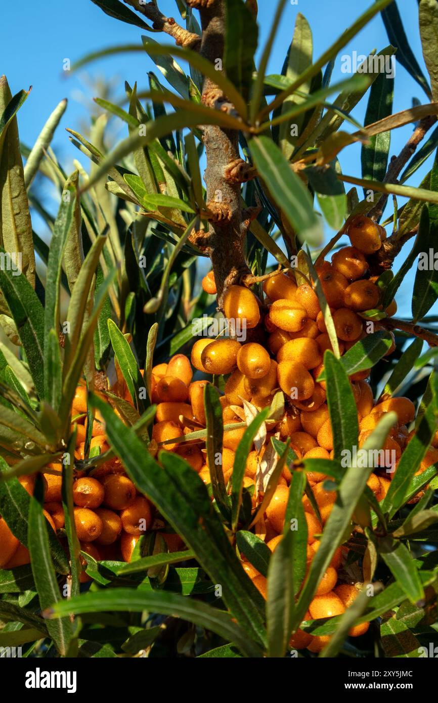 Common sea-buckthorn shrub with fruits, Hippophae rhamnoides Stock ...