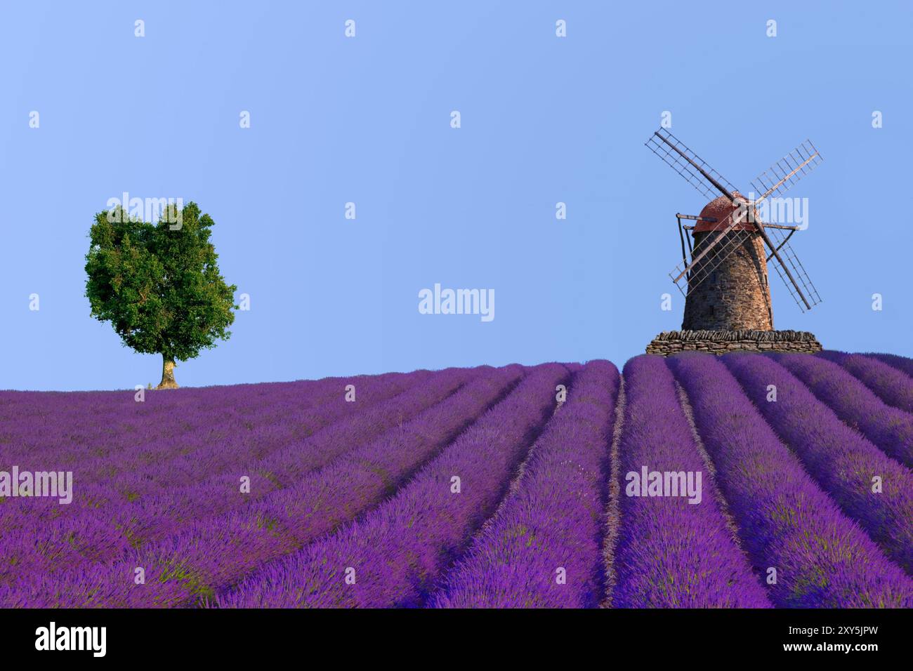 Lavender growing area hi-res stock photography and images - Alamy