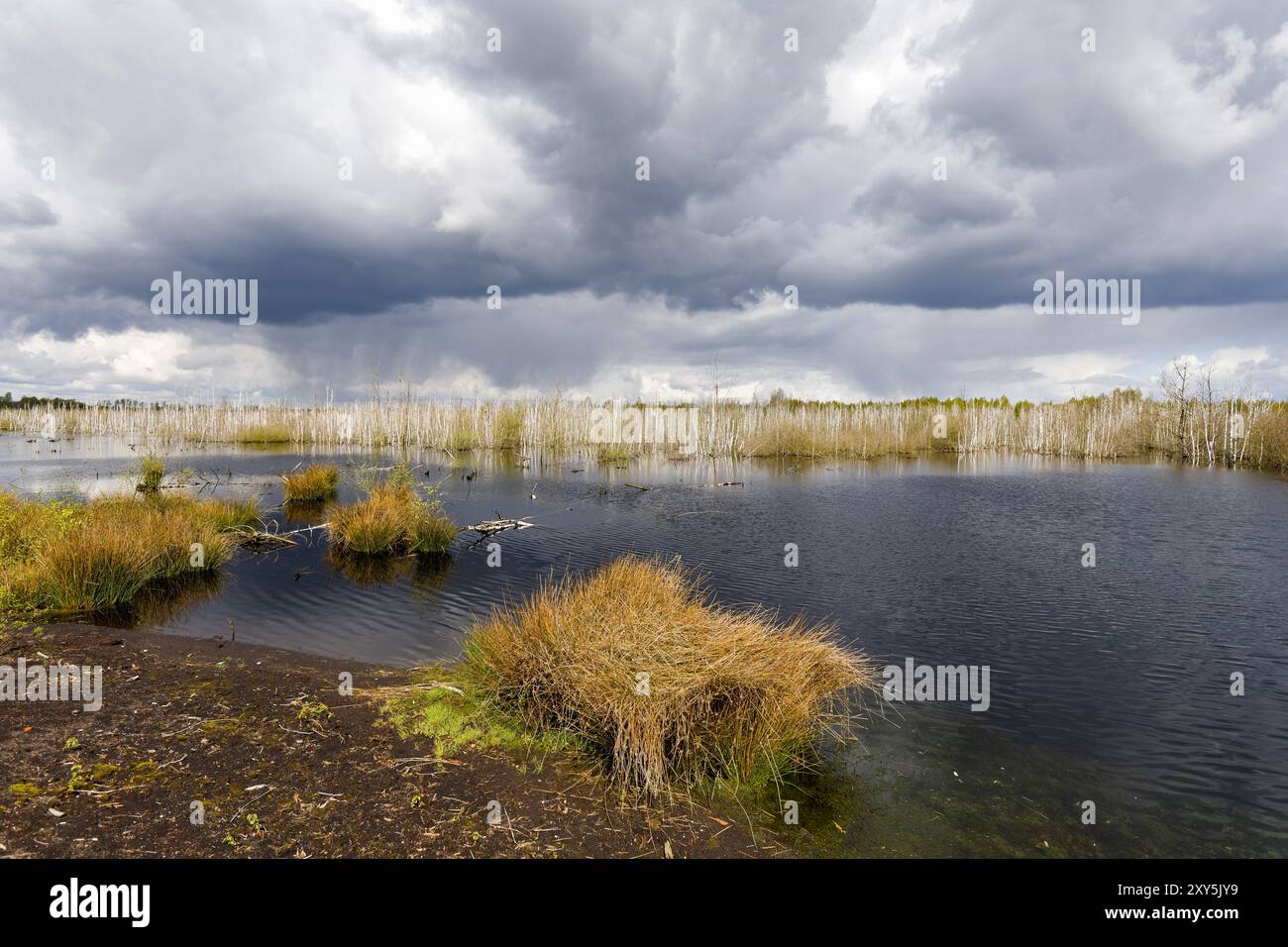 Birch trees in a moor landscape Stock Photo - Alamy