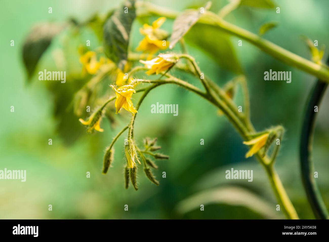 Bush tomato plant flowers hi-res stock photography and images - Alamy