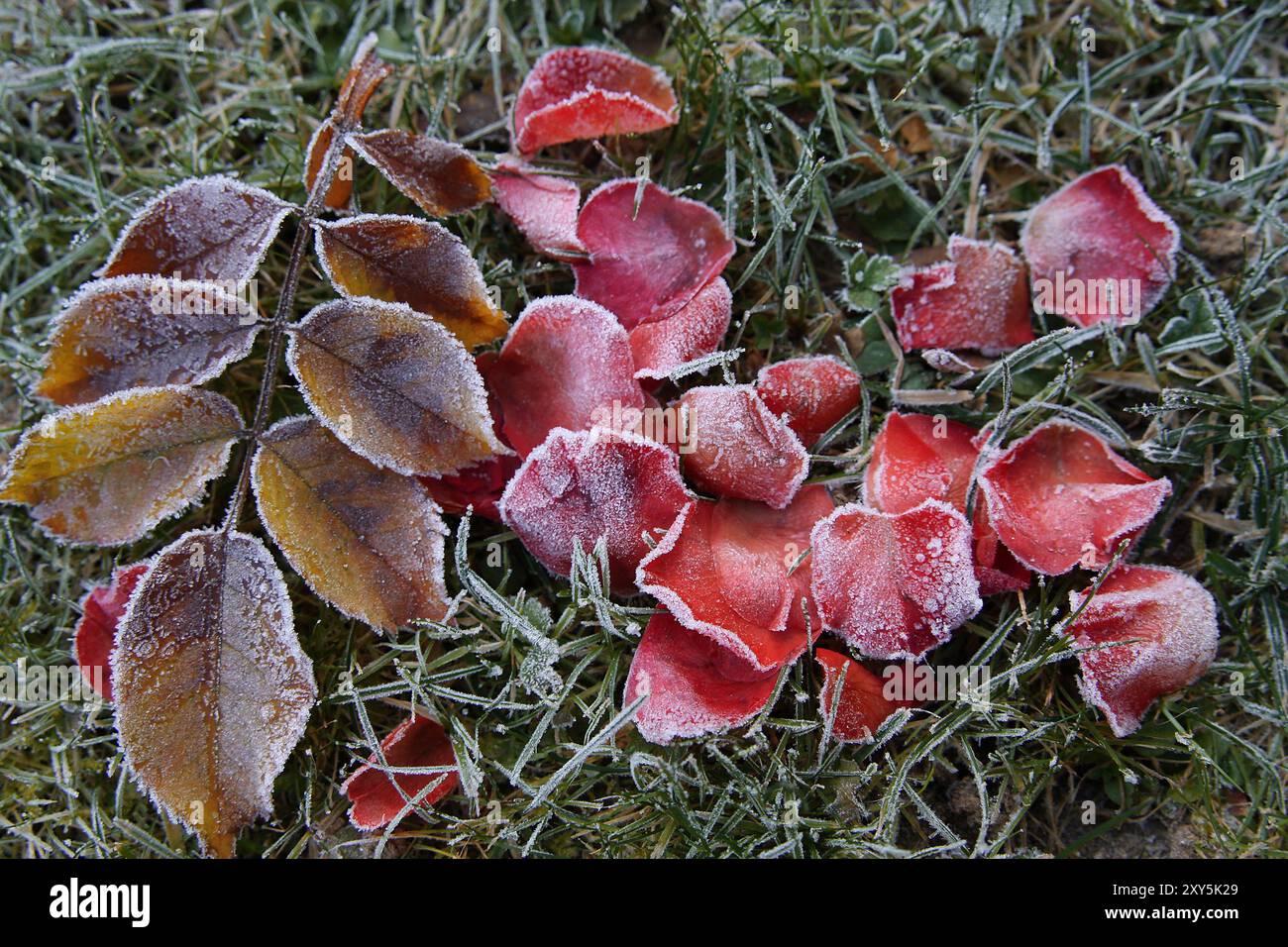 Detailed petal formation hi-res stock photography and images - Alamy