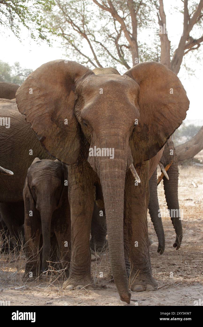 Desert elephants in the dry riverbed of the Huab River, Damaraland ...