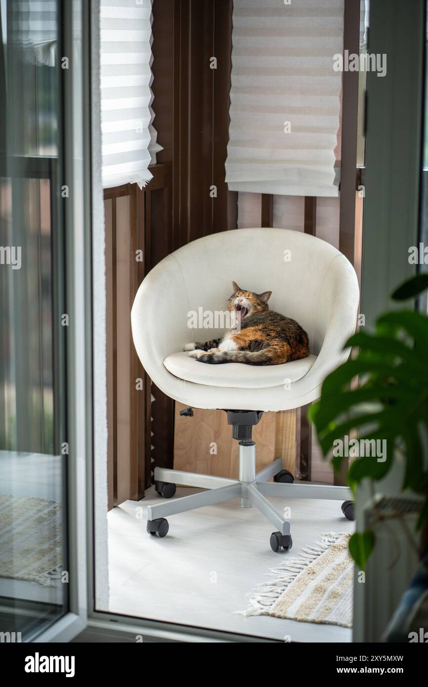 Funny relaxed tabby cat sprawl on wheeled chair, yawn, rest on balcony ...