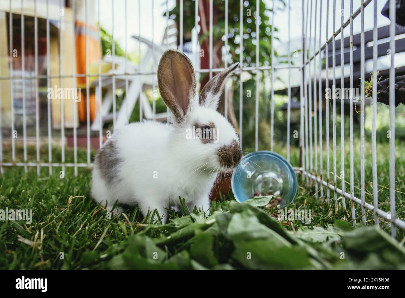Cute little bunny eats salad in an outdoor compound. Green grass ...