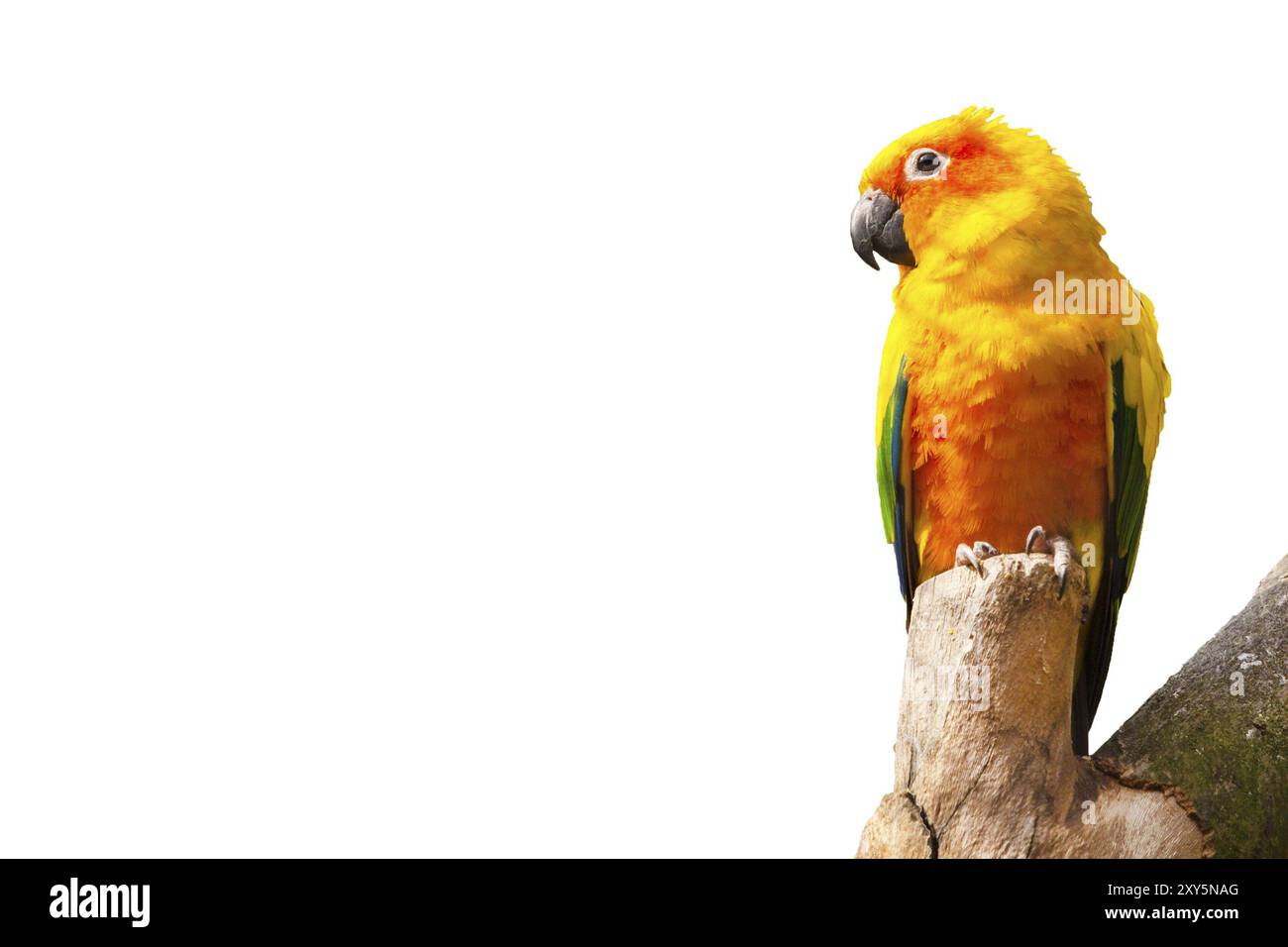 Sun parakeet or sun conure, yellow, green and blue feathers parrot bird ...
