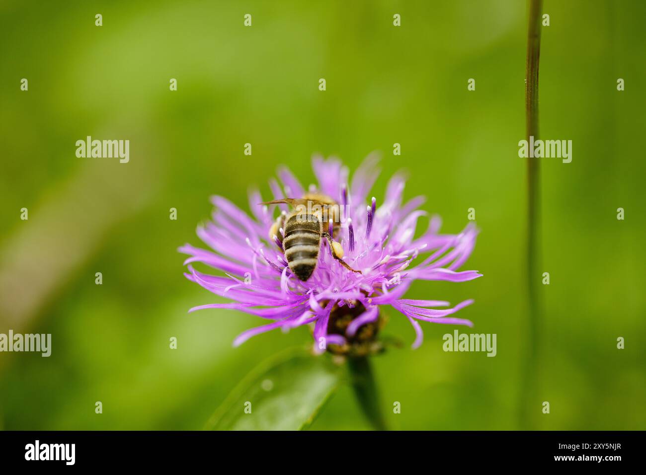 Alpine fauna flower insect hi-res stock photography and images - Alamy