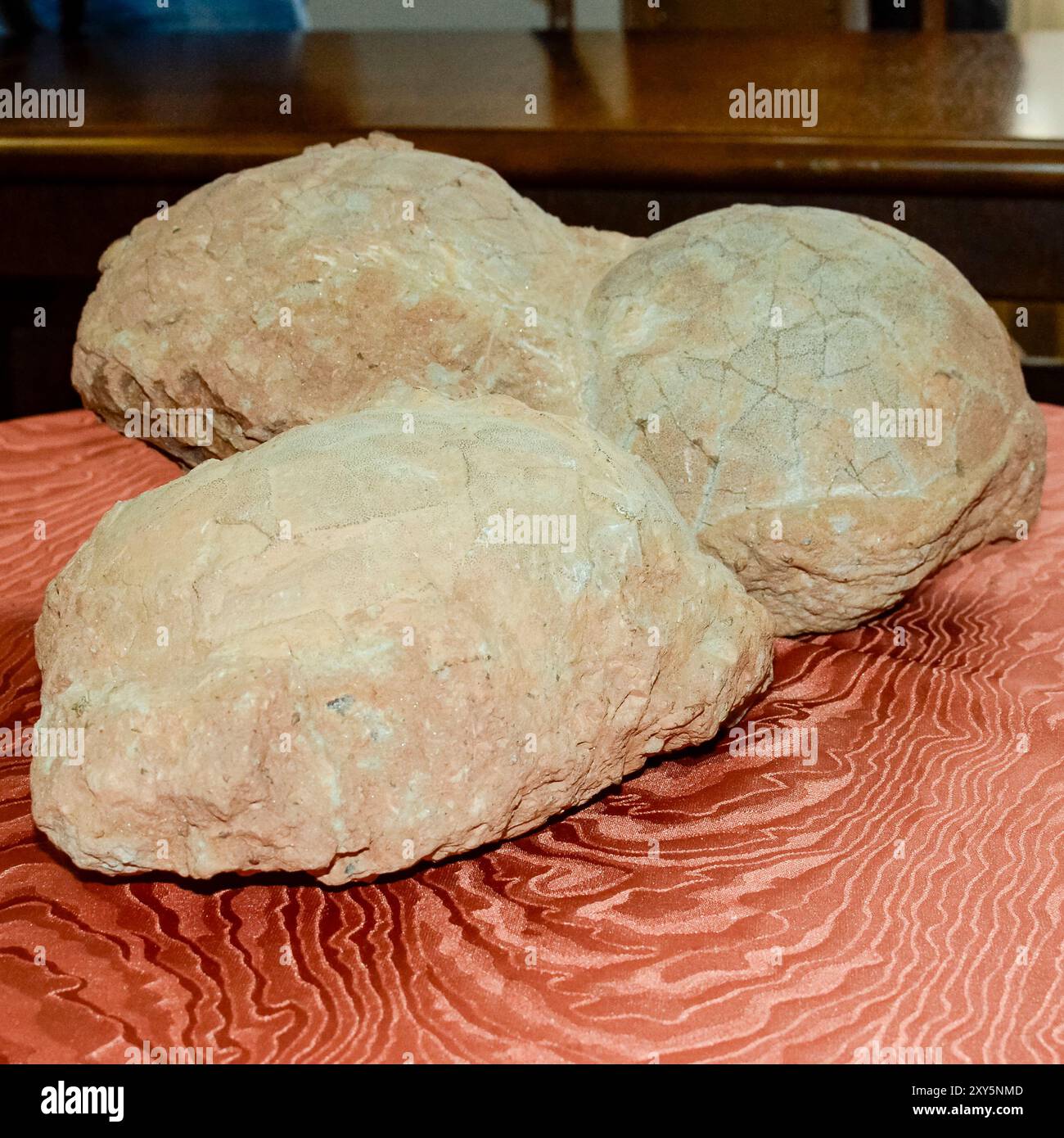 Hateg, Romania - Fossilized dwarf dinosaur eggs, a unique feature was ...