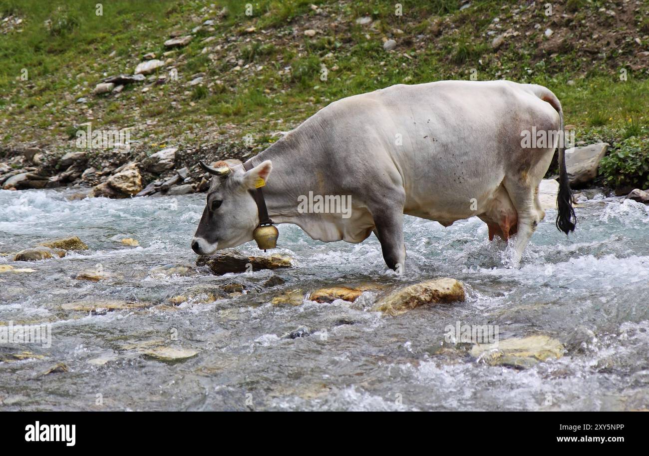 Bos bull cub hi-res stock photography and images - Alamy