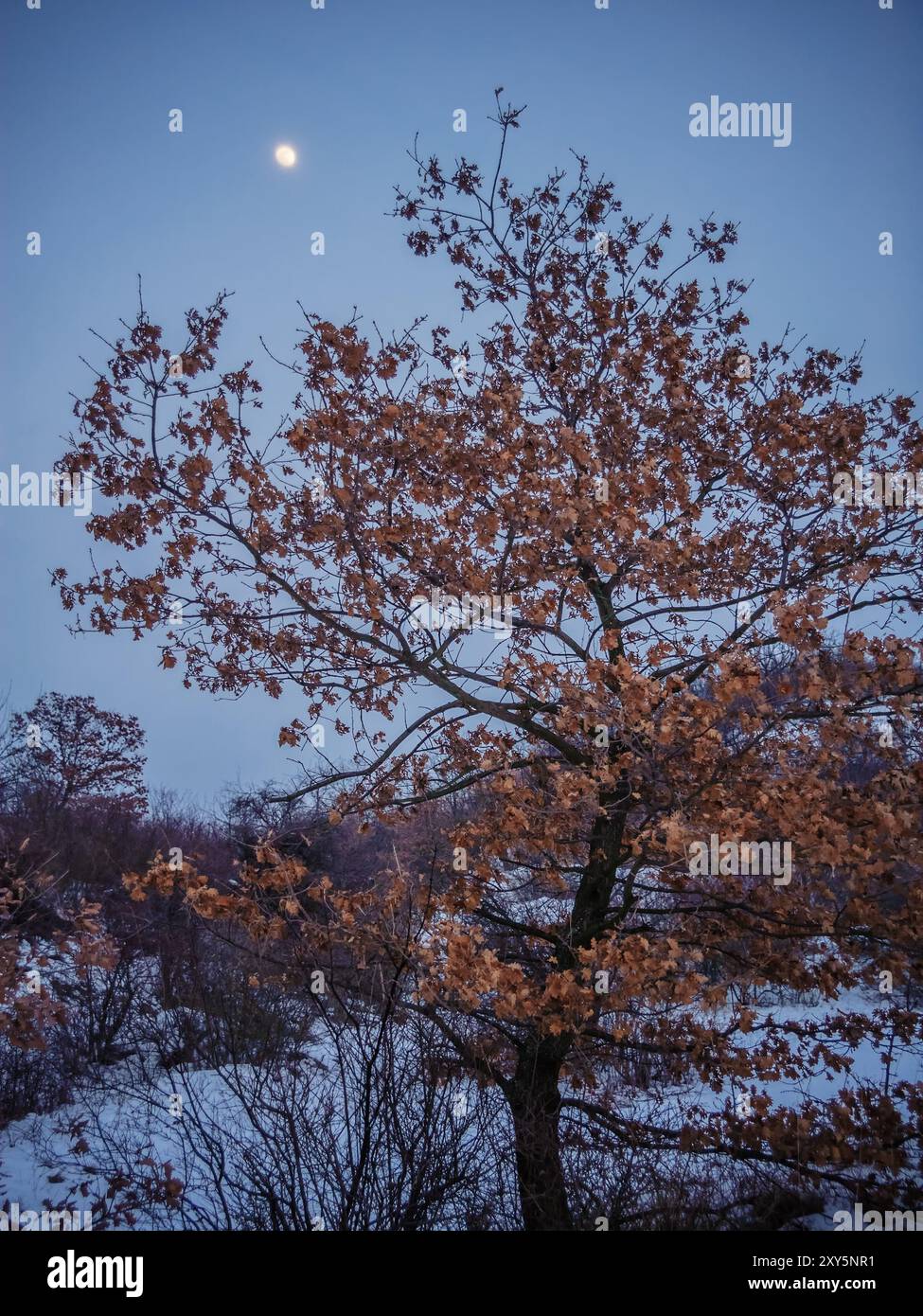 Oak tree and moon hi-res stock photography and images - Alamy