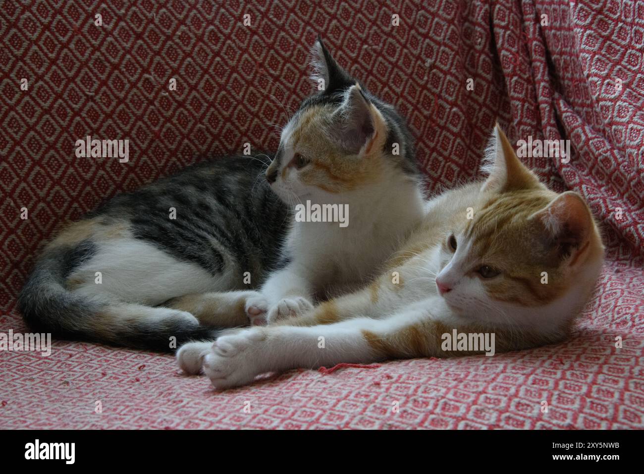 Two Kitten Sisters Stock Photo - Alamy