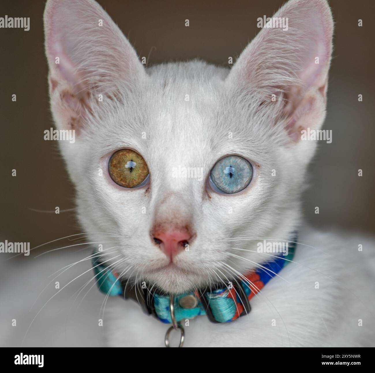 Khao Manee Cat [ Diamond eye ] Stock Photo - Alamy