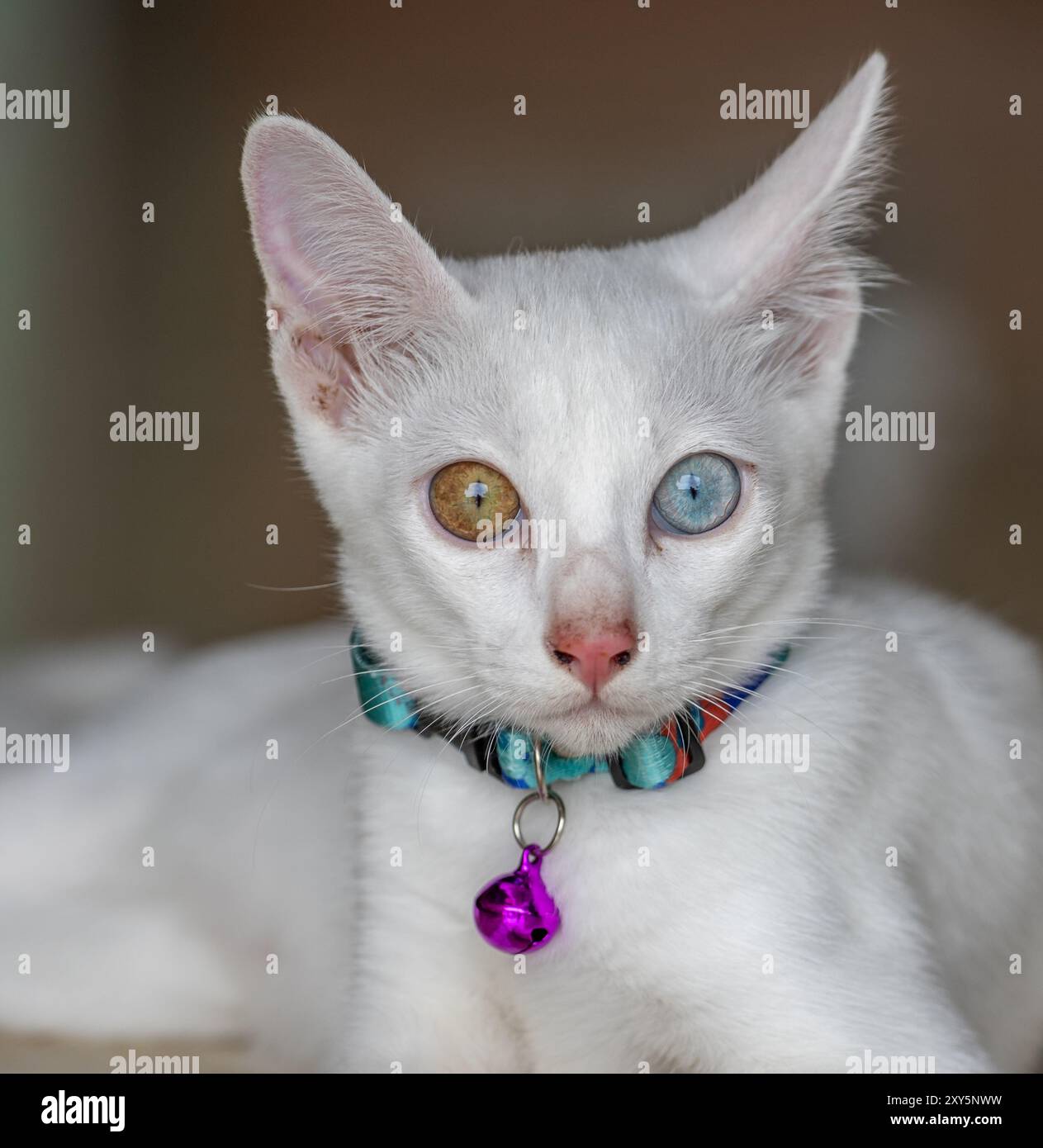 Khao Manee Cat [ Diamond eye ] Stock Photo - Alamy