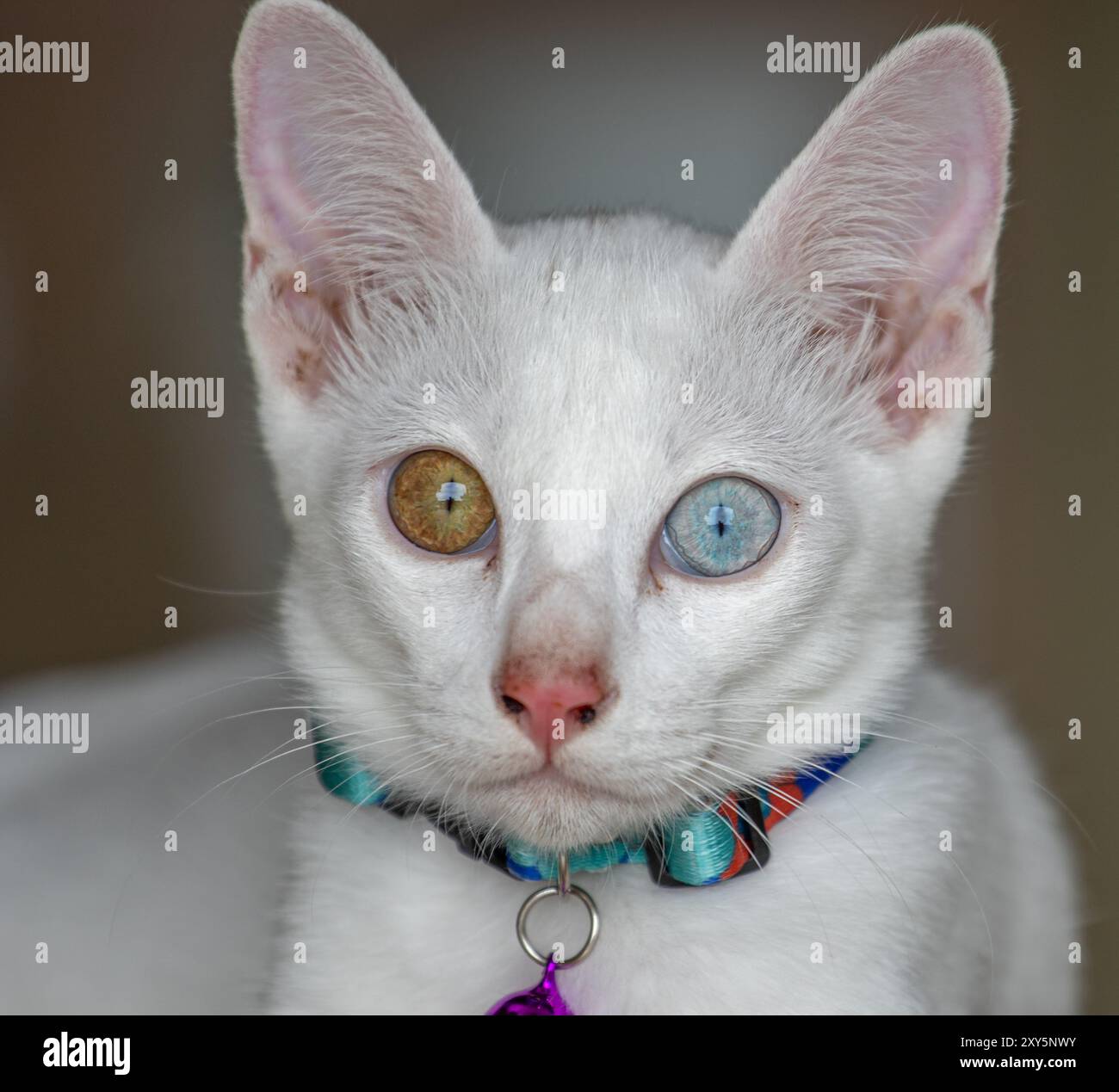 Khao Manee Cat [ Diamond eye ] Stock Photo - Alamy