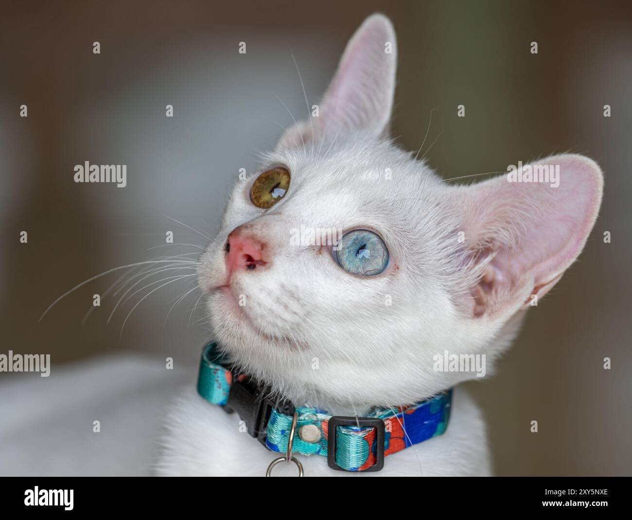 Khao Manee Cat [ Diamond eye ] Stock Photo - Alamy