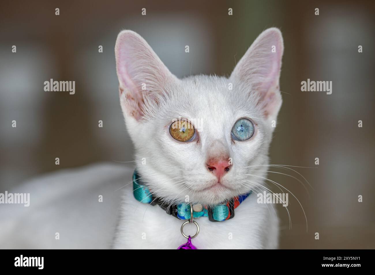 Khao manee cat breed hi-res stock photography and images - Alamy